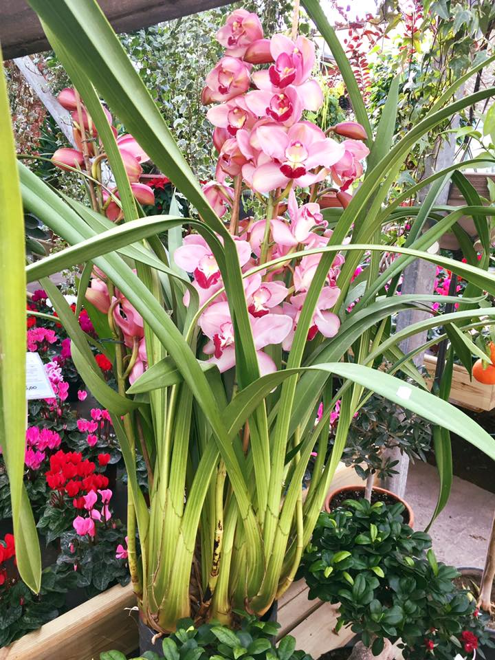 Ορχιδέες Cymbidium