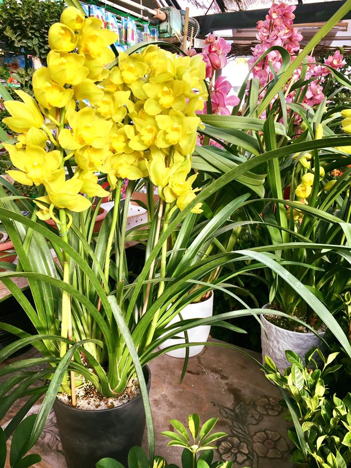 Ορχιδέες Cymbidium