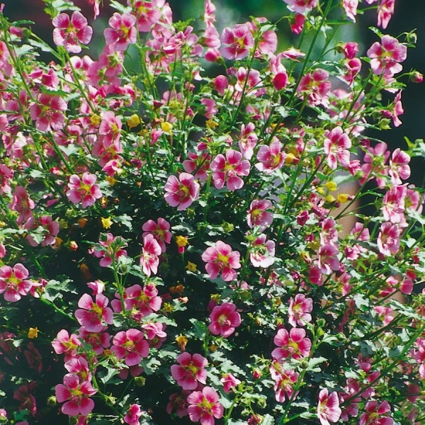 Ανισοδοντέα