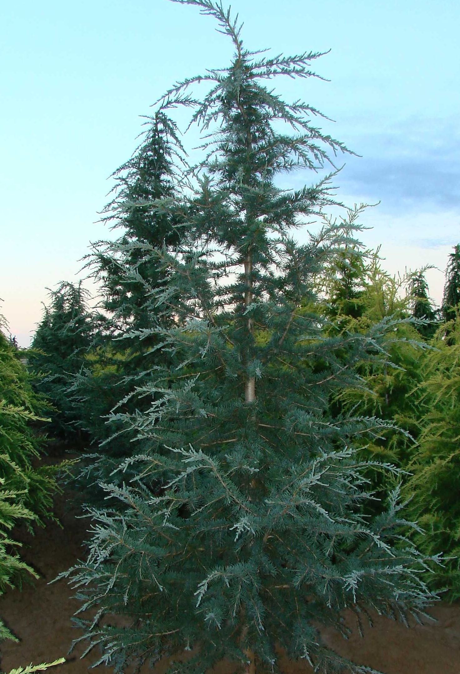 Κέδρος Deodara