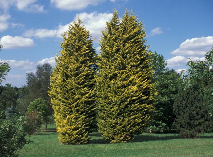 Gold Crest ή Λεμονοκυπάρισσο