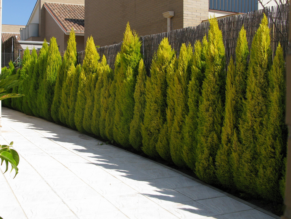 Gold Crest ή Λεμονοκυπάρισσο