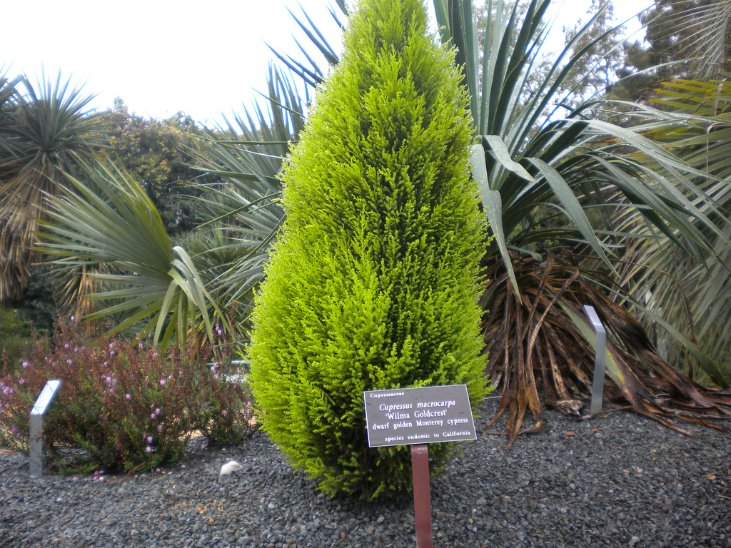 Gold Crest ή Λεμονοκυπάρισσο