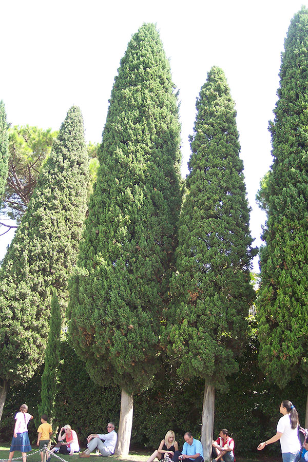 Κυπαρίσσι Ορθόκλαδο