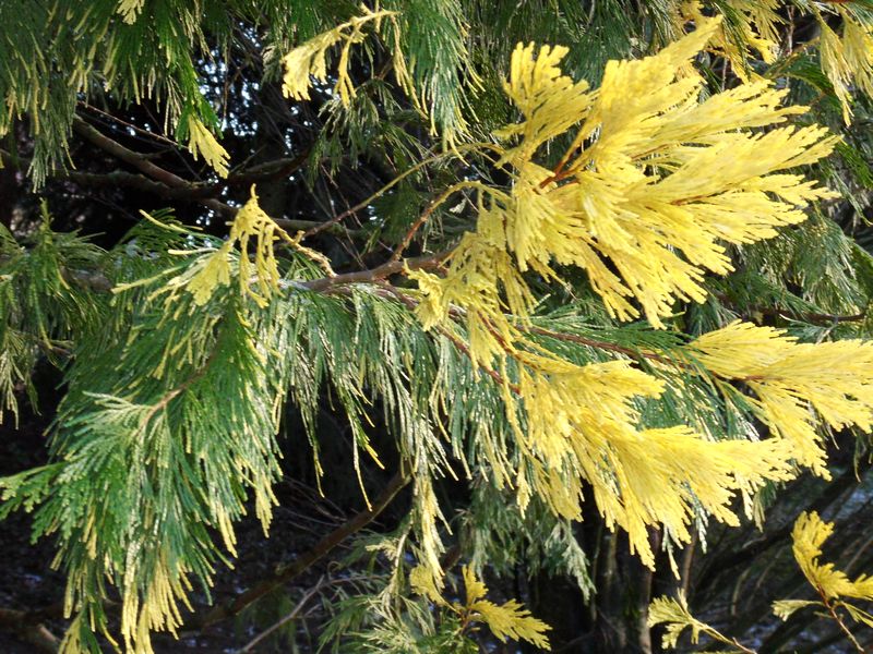 Λιπόκεδρος