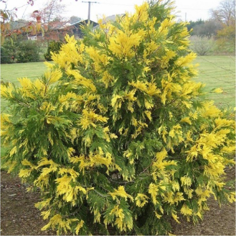 Λιπόκεδρος